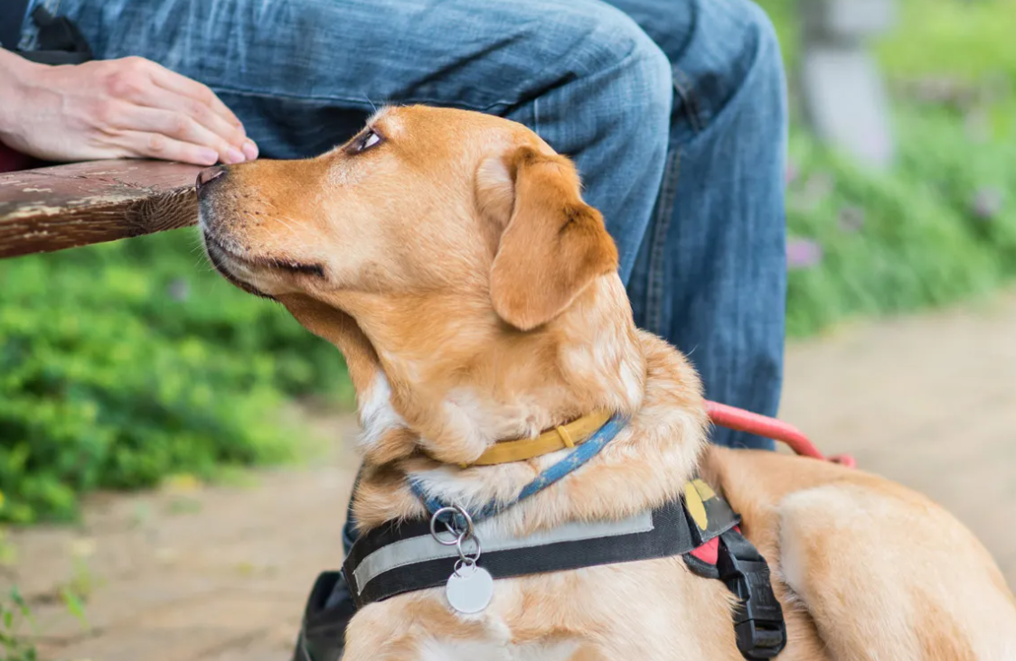 Do You Know Why You Can t Pet Service Dogs Do You Know Why You Can t Pet Service Dogs